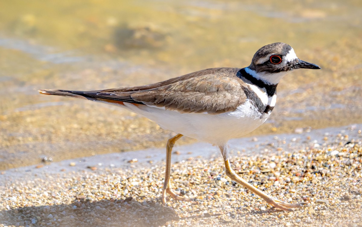 Killdeer - Charadrius vociferus - Media Search - Macaulay Library and eBird