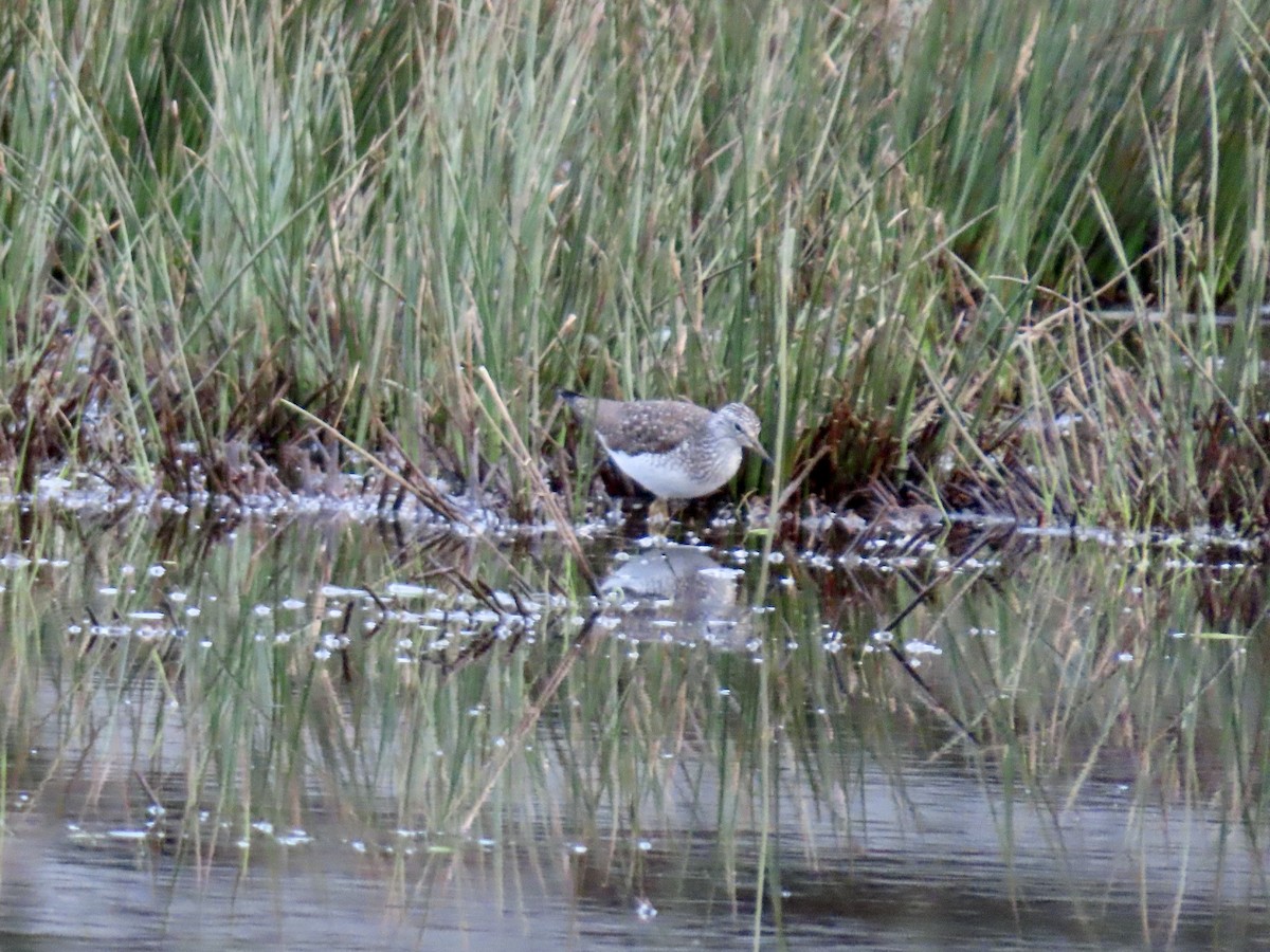 eBird Checklist - 7 Apr 2024 - Red-tail Roost - 7 species