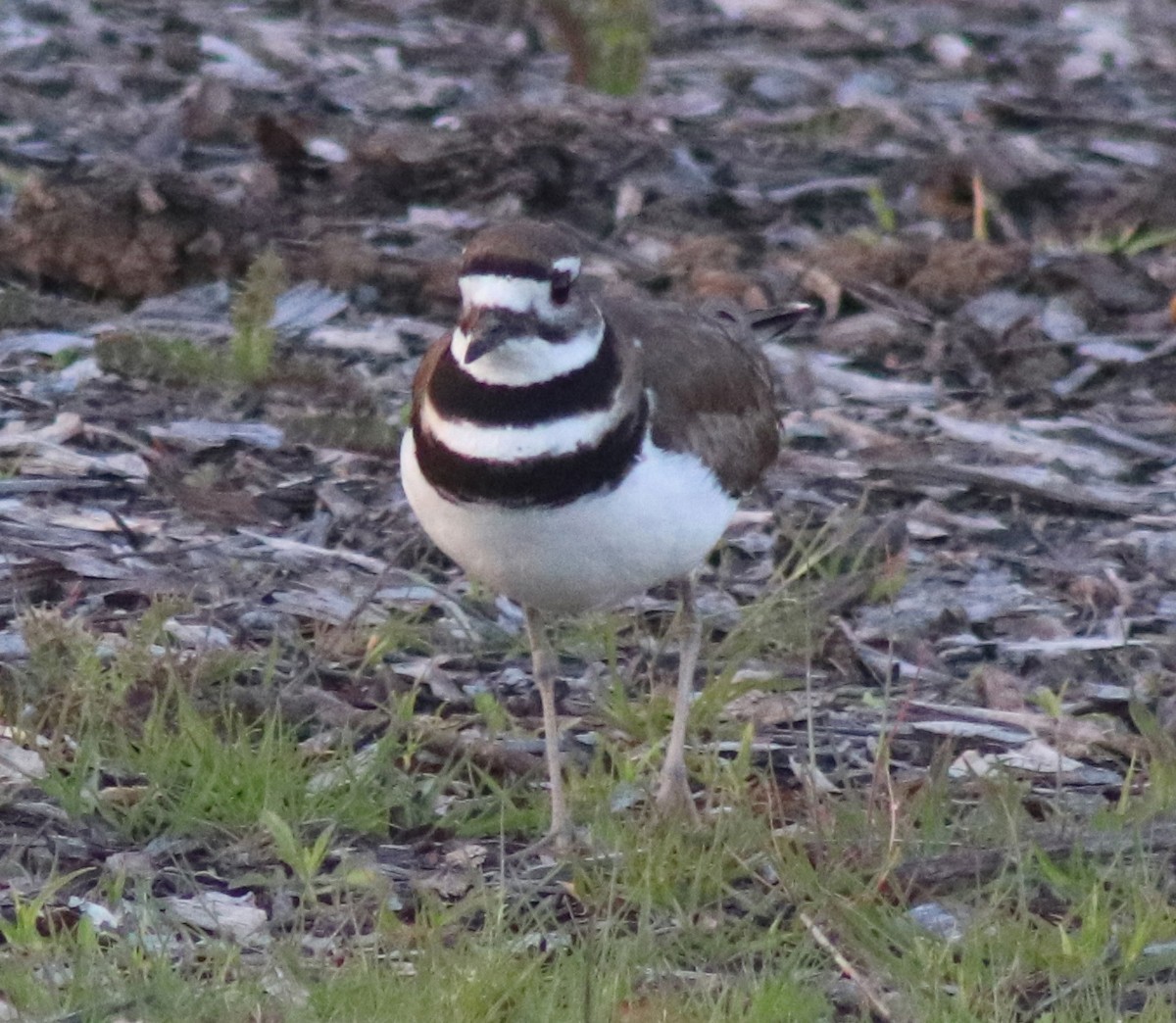 Killdeer - Charadrius vociferus - Media Search - Macaulay Library and eBird