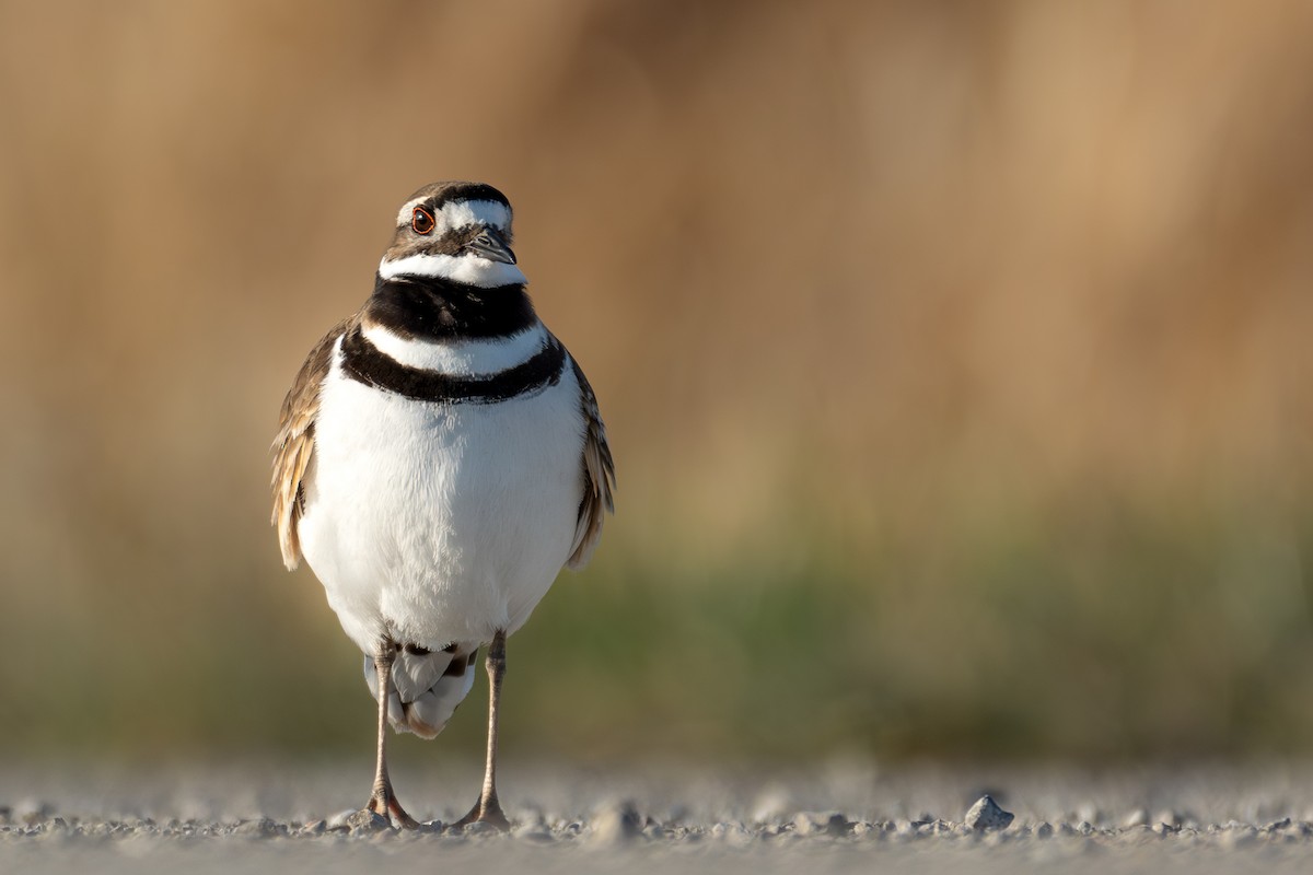 Killdeer - Charadrius vociferus - Media Search - Macaulay Library and eBird