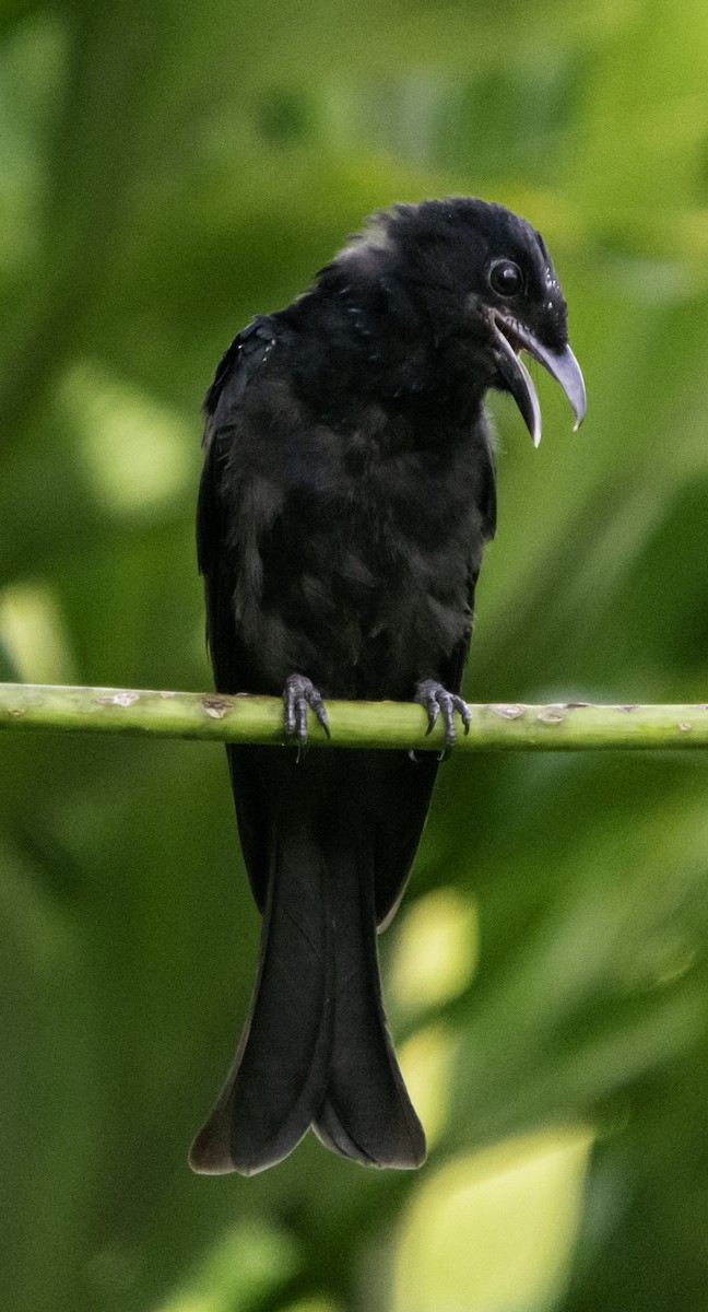 eBird Checklist - 11 Feb 2024 - 7 Wadley Close, Atherton, Queensland ...
