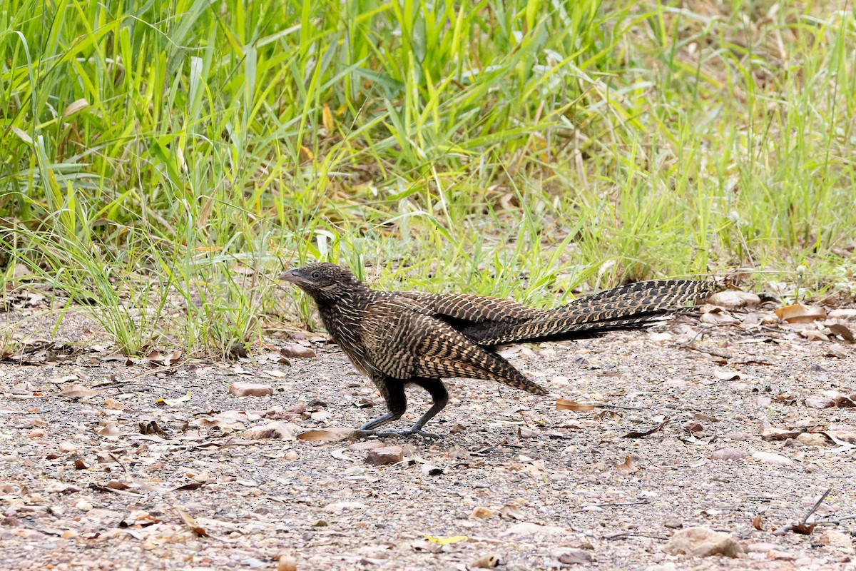 eBird Checklist - 8 Apr 2024 - Scotchy Pocket - 55 species