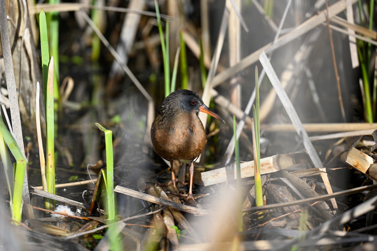 Pennsylvania Bird Atlas Checklist - 8 Apr 2024 - Fort Indiantown Gap Restricted Access ...