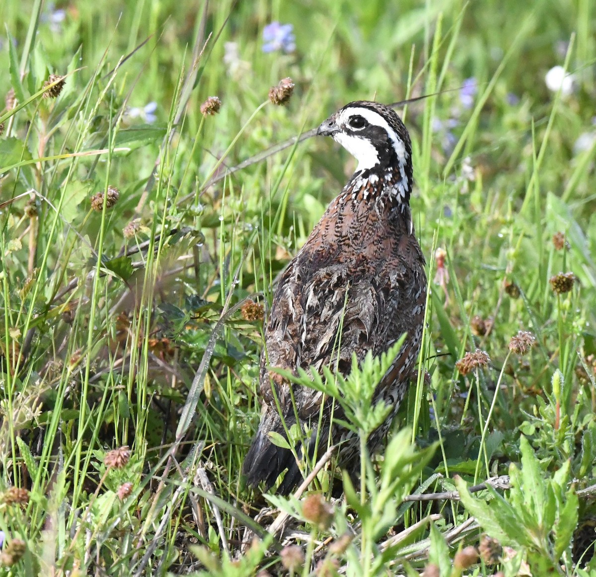 eBird Checklist - 6 Apr 2024 - Attwater Prairie-Chicken NWR--Horseshoe ...
