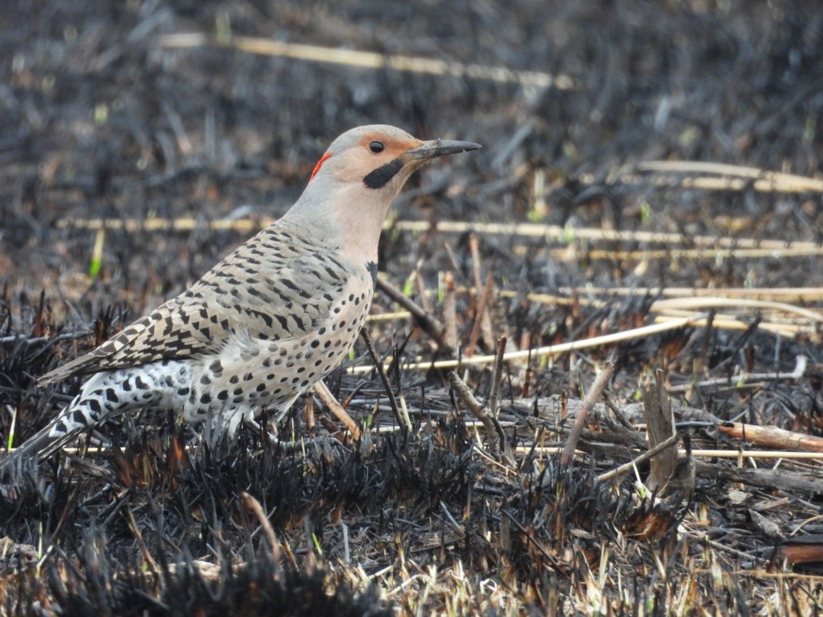 eBird Checklist - 8 Apr 2024 - Grey Cloud Dunes SNA - 51 species