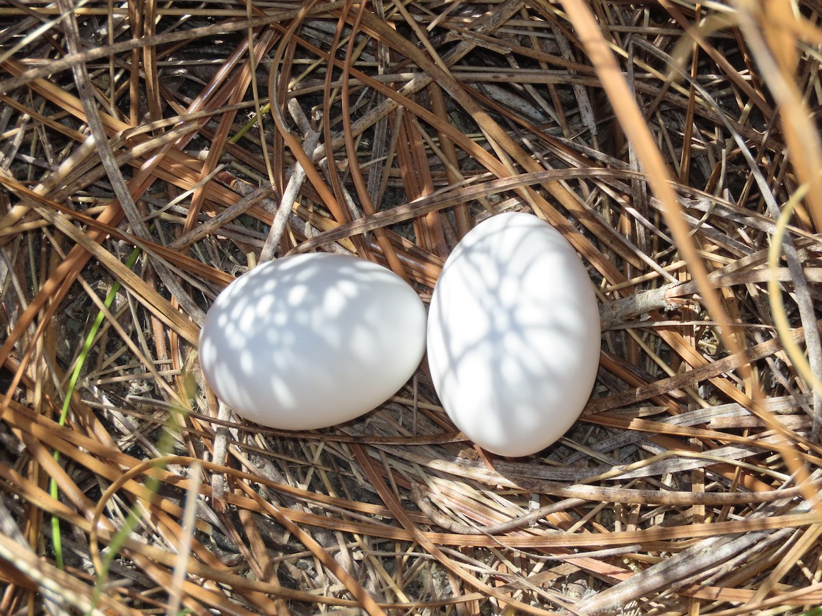 North Carolina Bird Atlas Checklist - 6 Apr 2024 - Sandhills Game Land ...