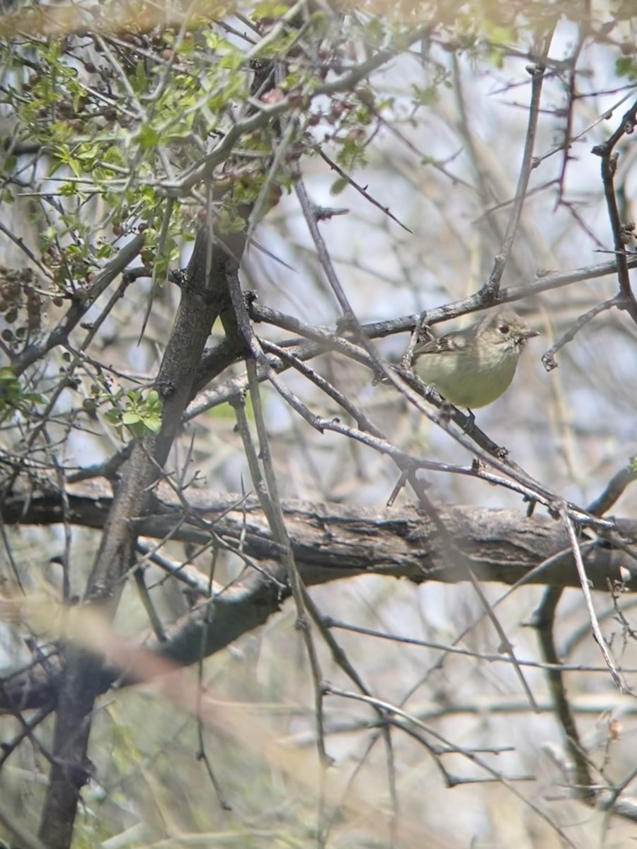 eBird Checklist - 8 Apr 2024 - Proctor Rd Parking - 6 species