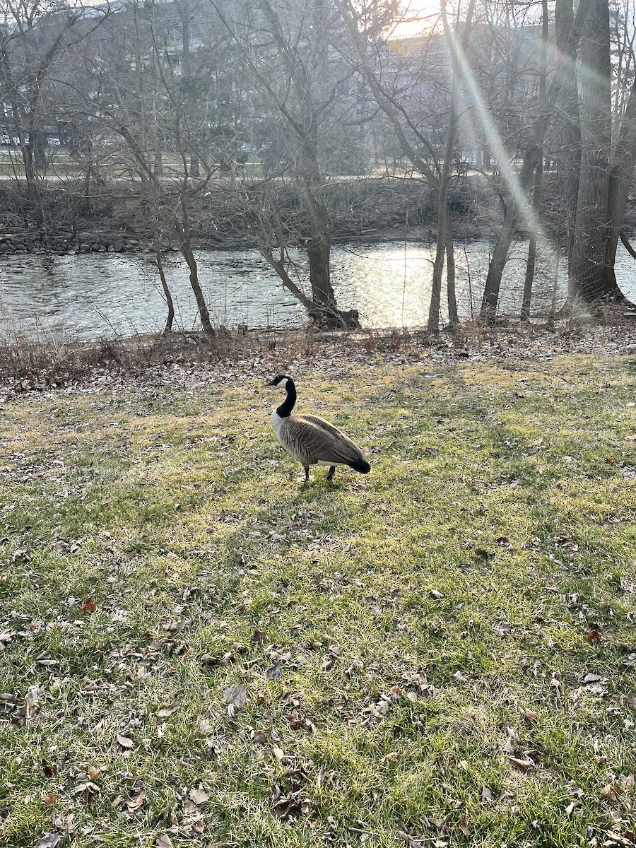 eBird Checklist - 21 Feb 2024 - MSU--Red Cedar River observation ...
