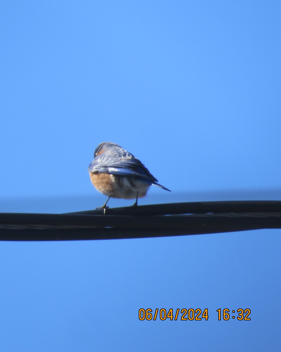 eBird Checklist - 6 Apr 2024 - Dunkirk Harbor - 26 species