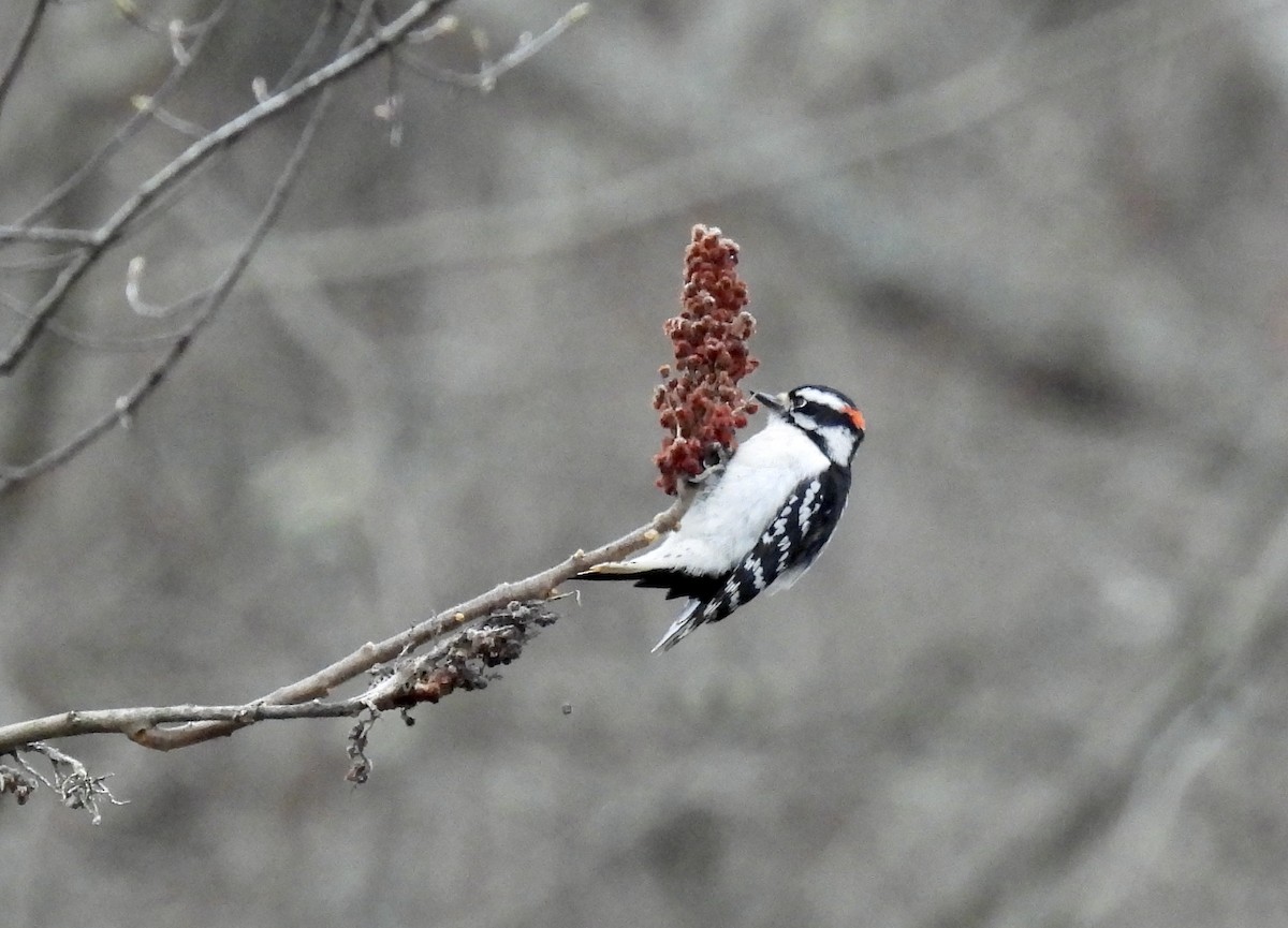 Pennsylvania Bird Atlas Checklist - 8 Apr 2024 - Mormon Baptism Site - 9 species