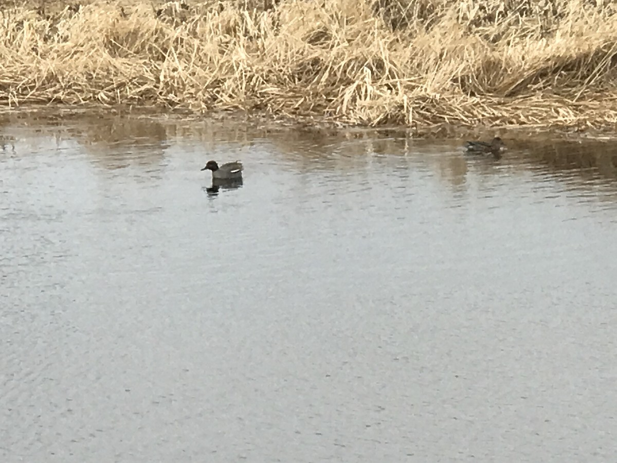 eBird Checklist - 8 Apr 2024 - Shemya Island--Eareckson AS (restricted ...