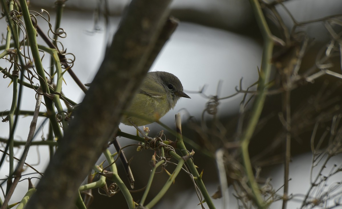 eBird Checklist - 6 Apr 2024 - Silver Lake Park/Nature Center - 31 species