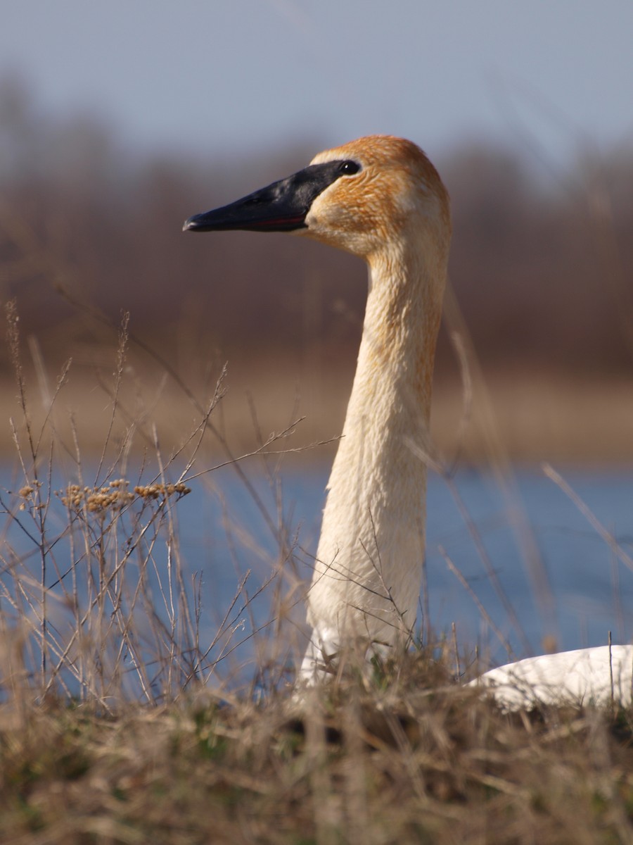 eBird Checklist - 8 Apr 2024 - Tuttle Marsh Wildlife Area - 26 species
