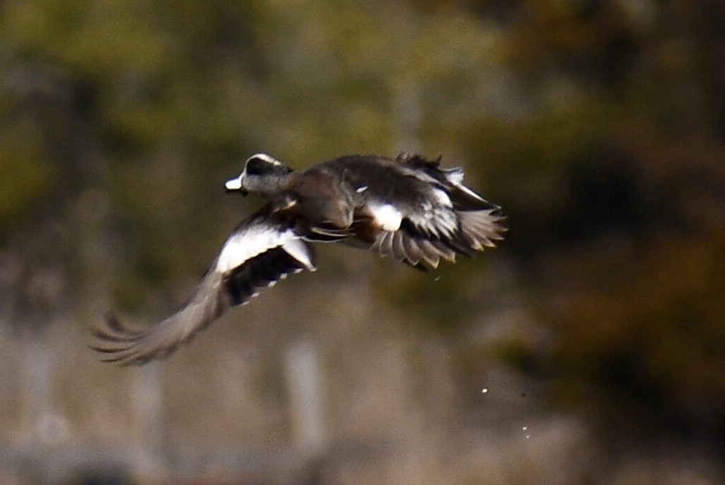 New Jersey eBird Checklist - 8 Apr 2024 - Island Beach SP (please ...