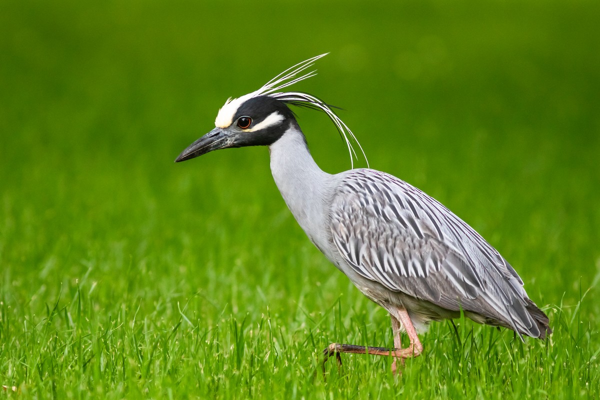 eBird Checklist - 8 Apr 2024 - Rice U. Campus - 19 species