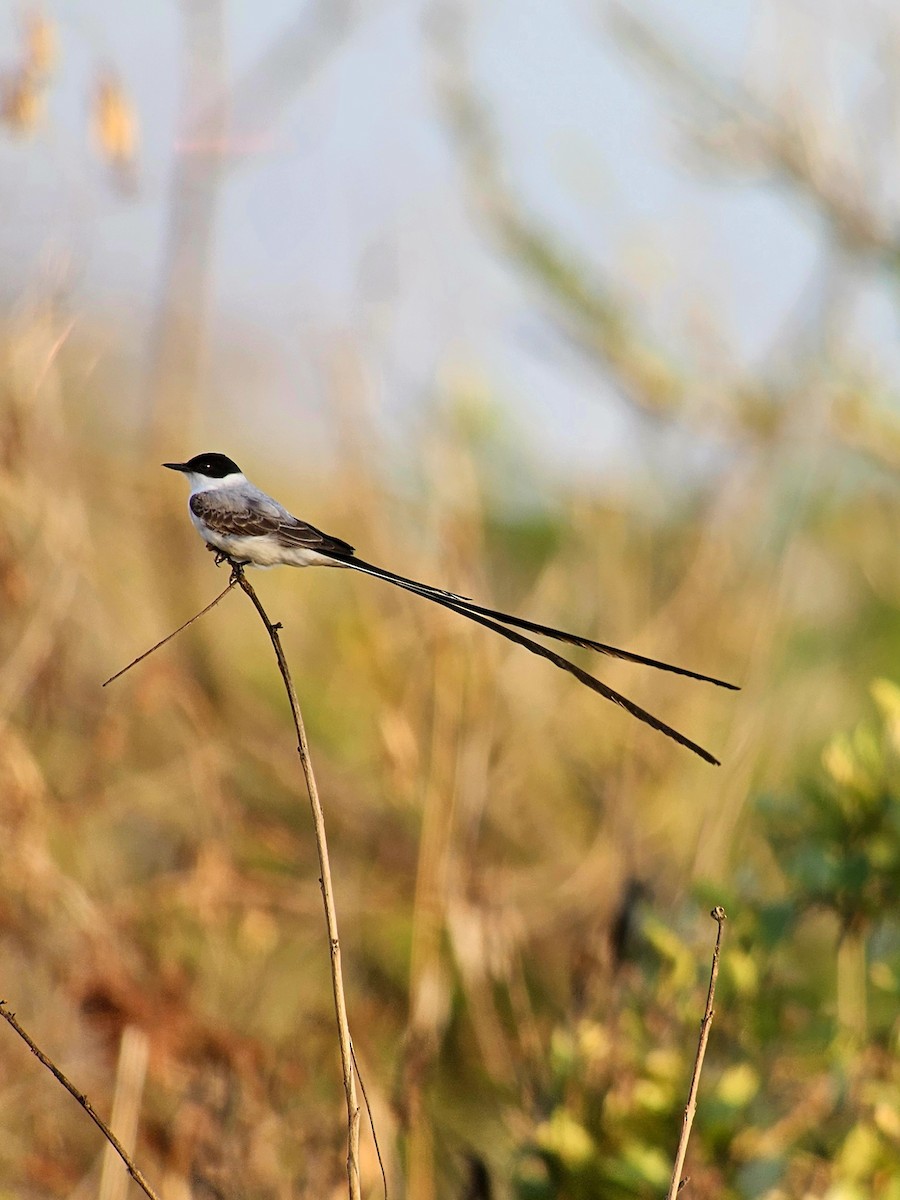 eBird Checklist - 8 Apr 2024 - Santa Ana--sendero de la sabana - 35 species
