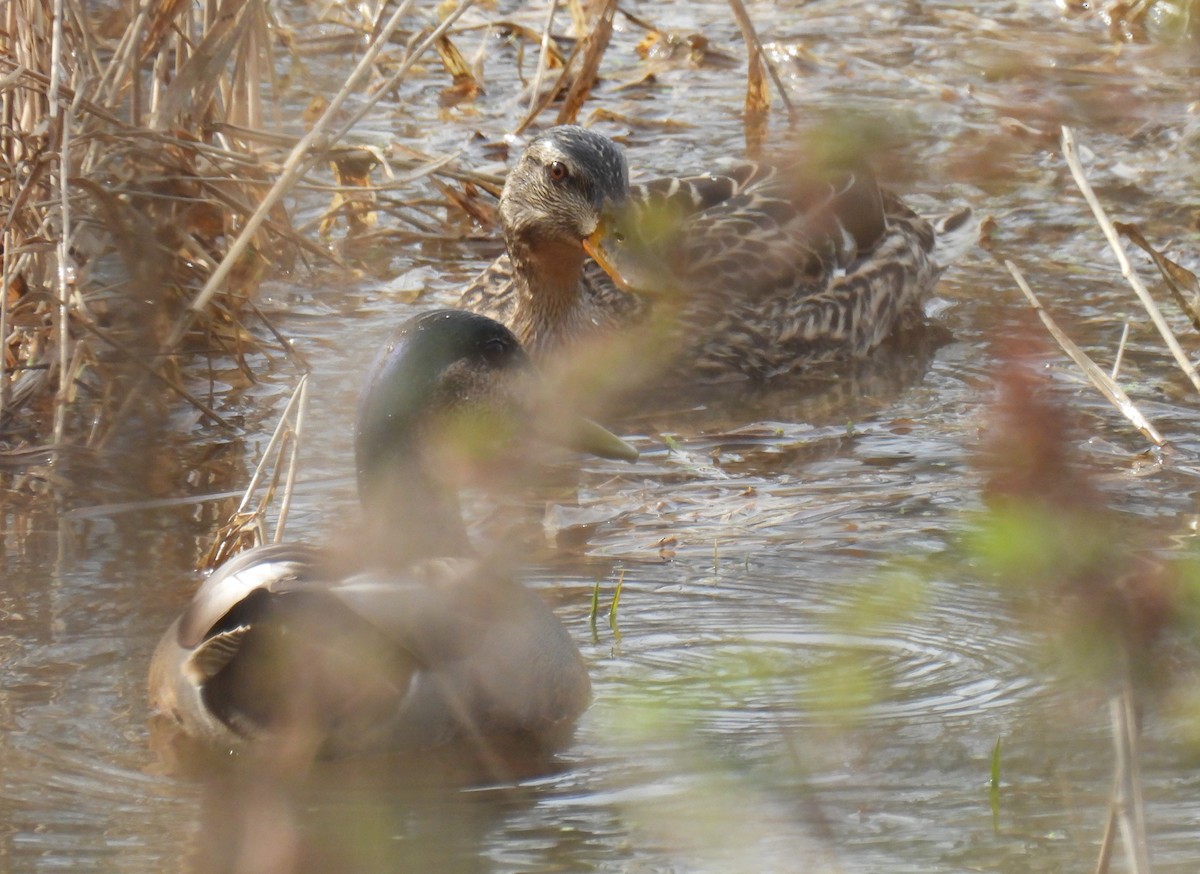 Pennsylvania Bird Atlas Checklist - 8 Apr 2024 - Wingfield Pines - 30 species (+1 other taxa)