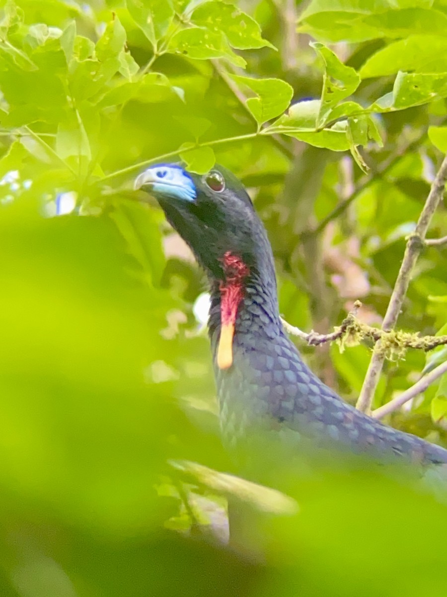 Wattled Guan - Aburria aburri - Media Search - Macaulay Library and eBird