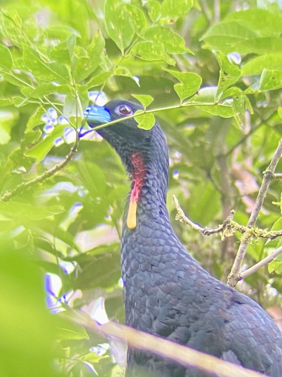Wattled Guan - Aburria aburri - Media Search - Macaulay Library and eBird