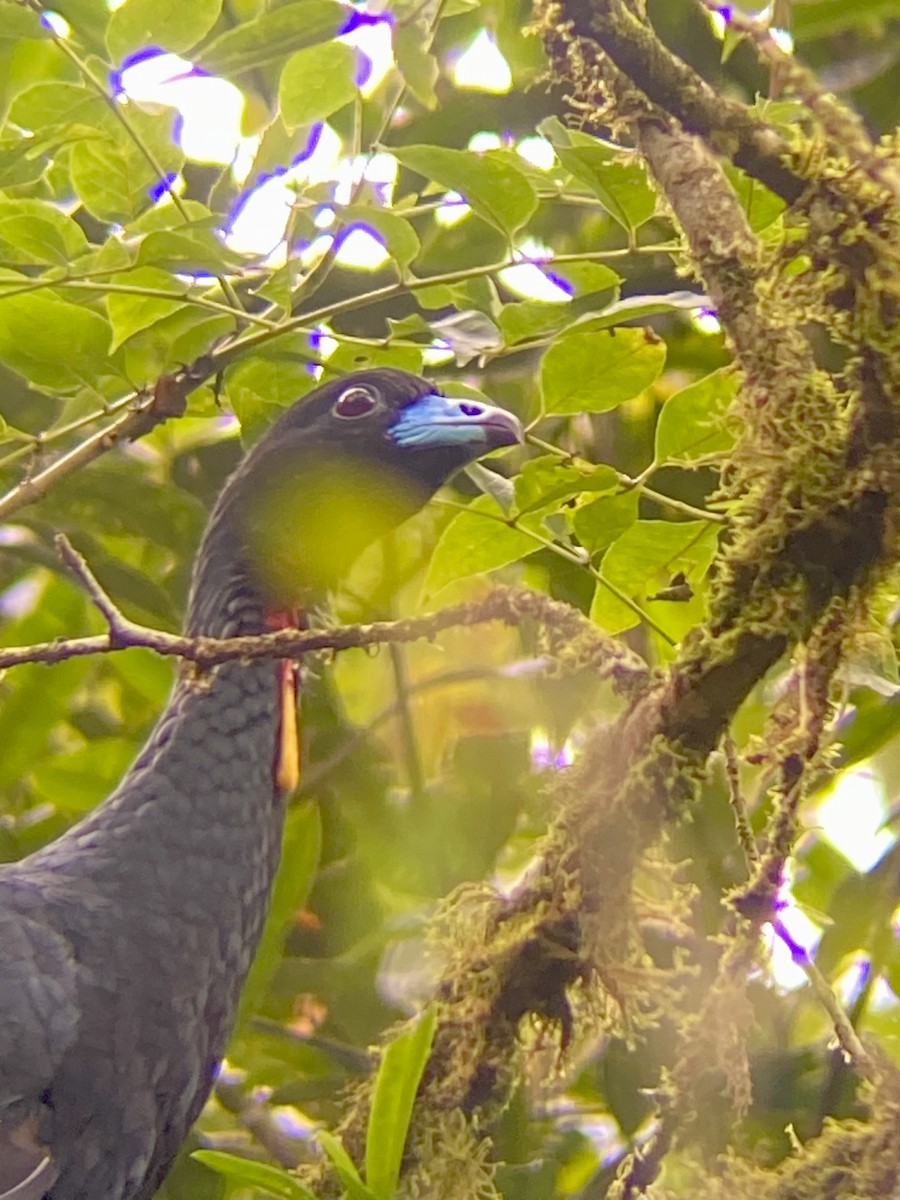 Wattled Guan - Aburria aburri - Media Search - Macaulay Library and eBird