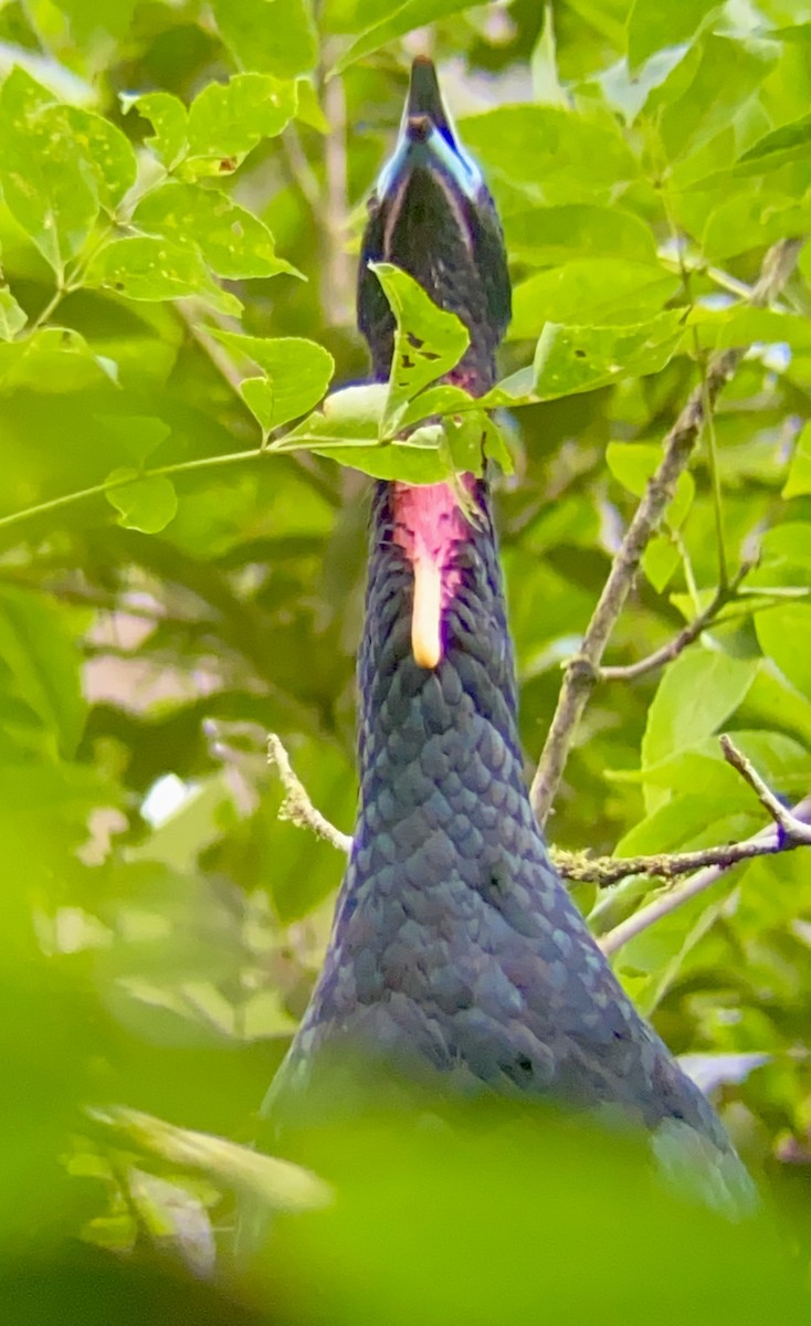 Wattled Guan - Aburria aburri - Media Search - Macaulay Library and eBird