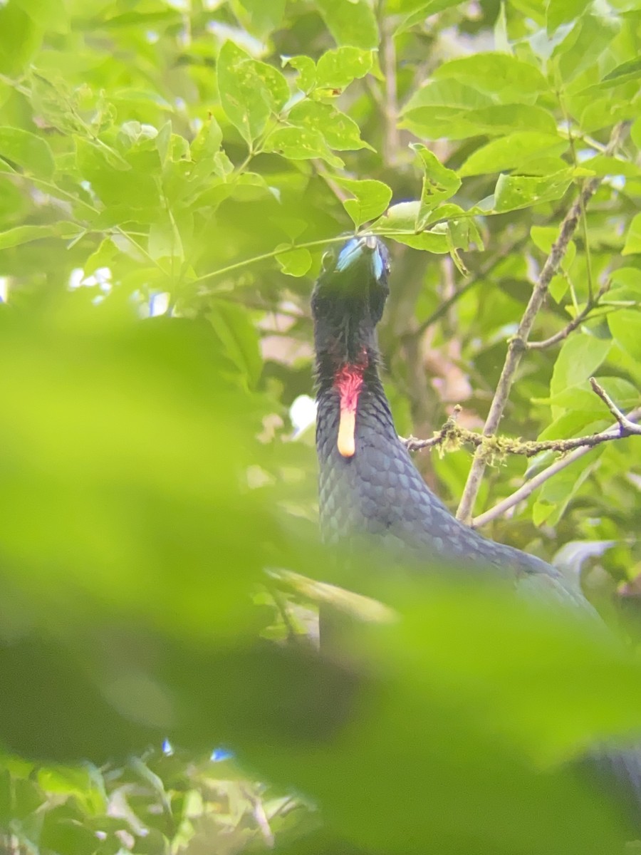 Wattled Guan - Aburria aburri - Media Search - Macaulay Library and eBird