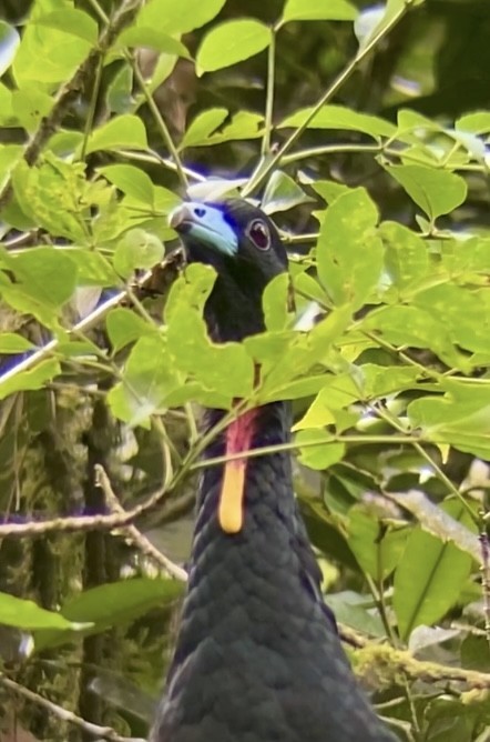 Wattled Guan - Aburria aburri - Media Search - Macaulay Library and eBird