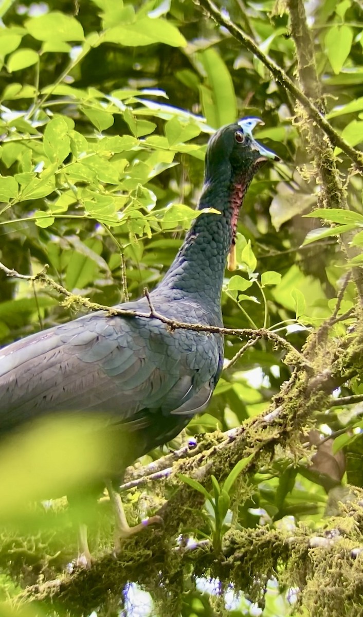 Wattled Guan - Aburria aburri - Media Search - Macaulay Library and eBird