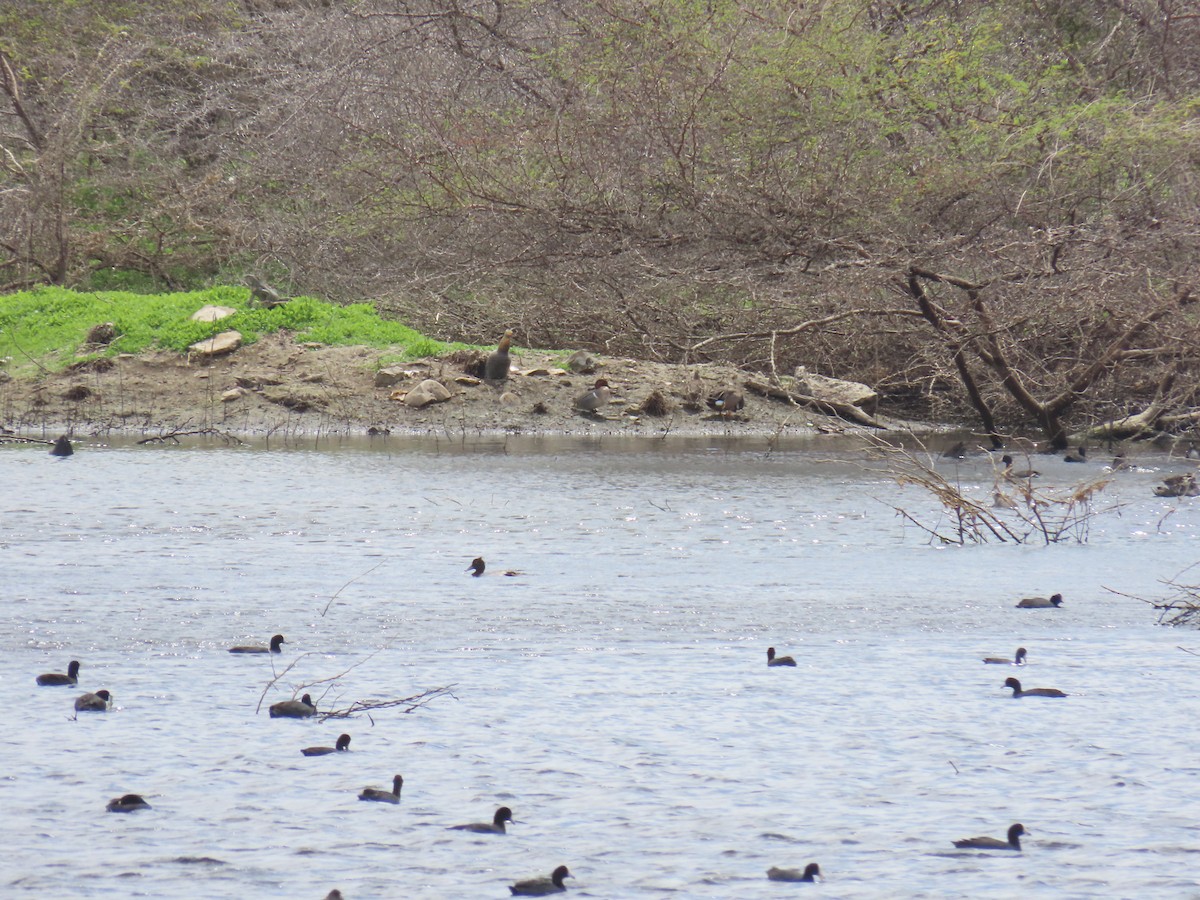 eBird Checklist - 8 Apr 2024 - Muizenberg Dam - 39 species
