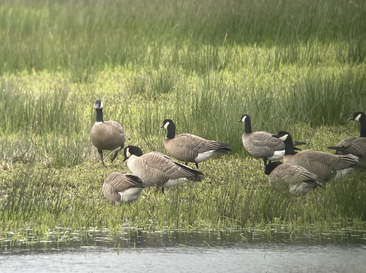 eBird Checklist - 8 Apr 2024 - Billy Frank Jr. Nisqually NWR - 58 ...