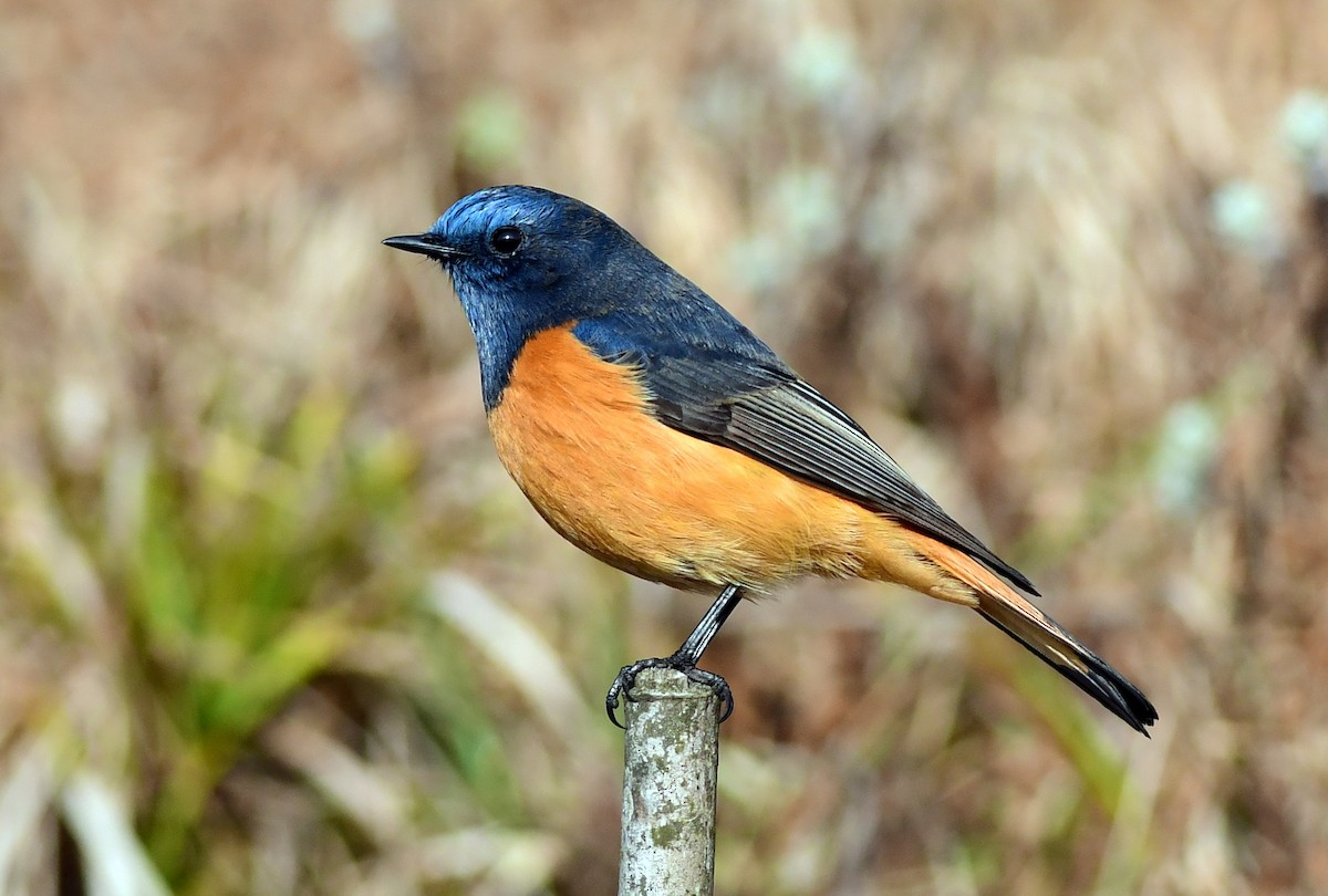 Media Search - Macaulay Library and eBird