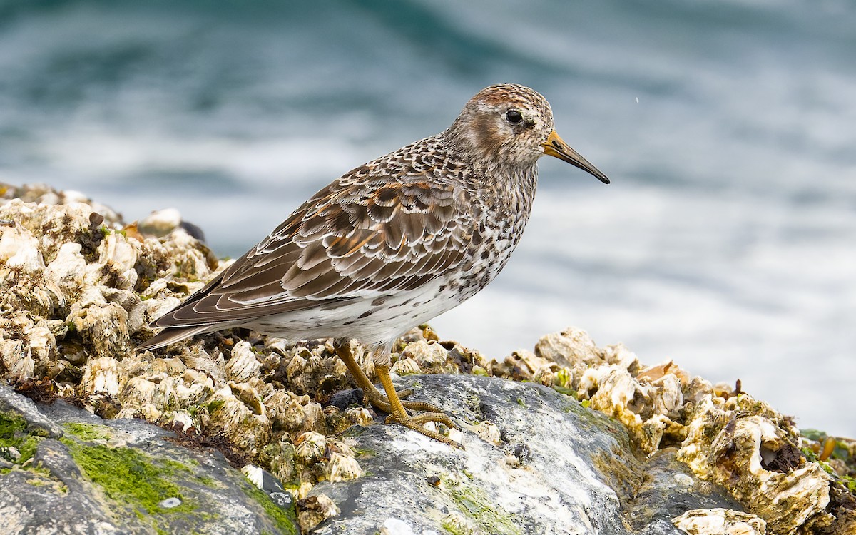 Rock Sandpiper (quarta/tschuktschorum/couesi) - eBird