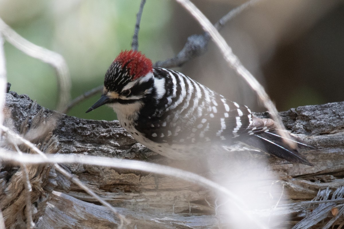 Pico mexicano x de Nuttall (híbrido) - eBird