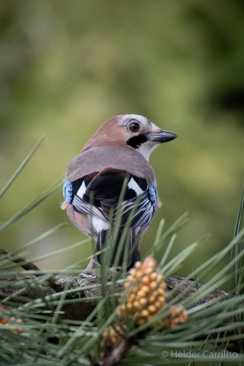 eBird Checklist - 7 Apr 2024 - Parque da Saúde da Guarda - 7 species