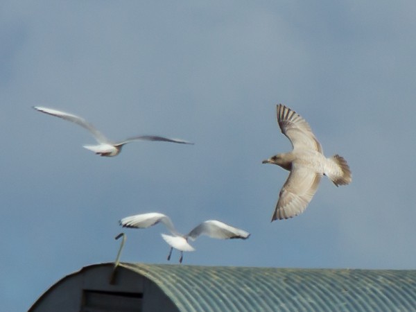 eBird Checklist - 16 Feb 2018 - Blackheath and Tidpit Downs - 5 species
