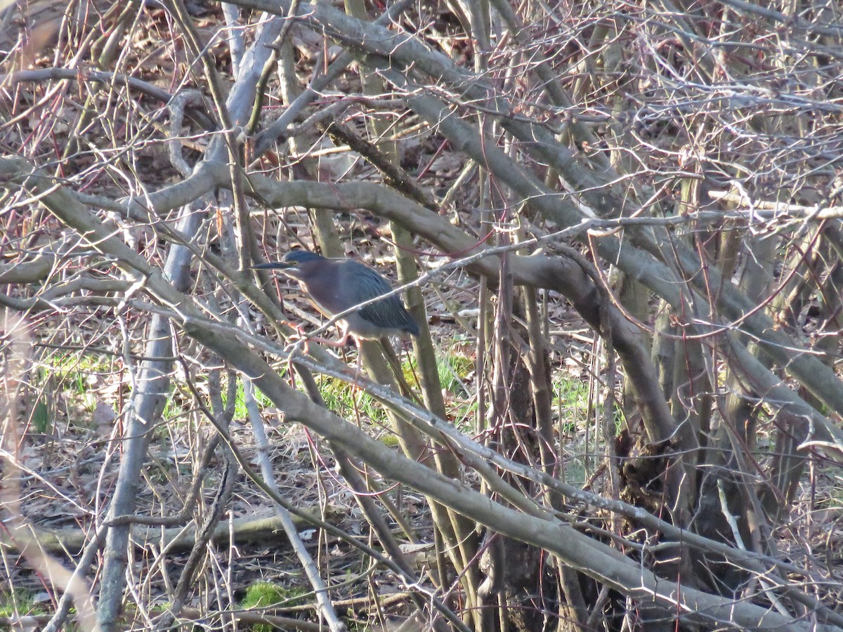 New York Breeding Bird Atlas Checklist - 9 Apr 2024 - Ulster Park - 1 ... New York Breeding Bird Atlas Checklist - 9 Apr 2024 - Ulster Park - 1 ...