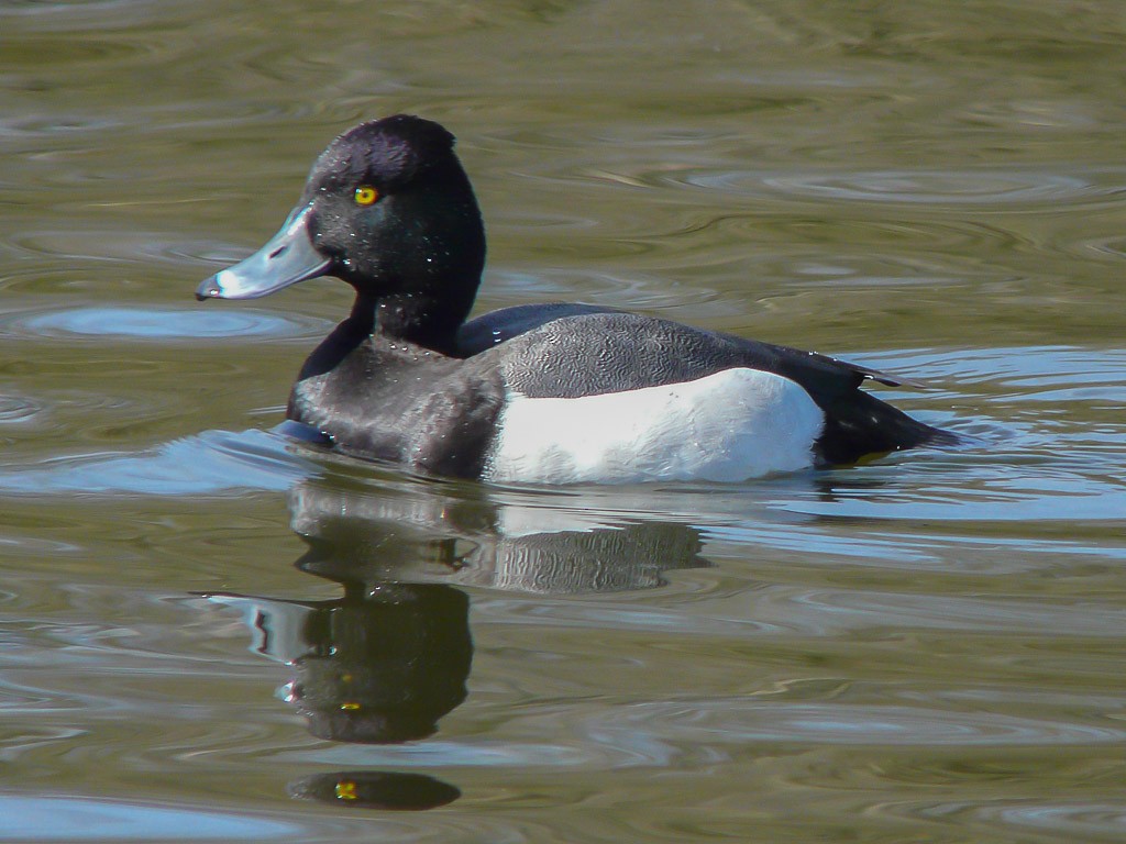 eBird Checklist - 16 Mar 2010 - Southampton Common - 0 species (+1 ...