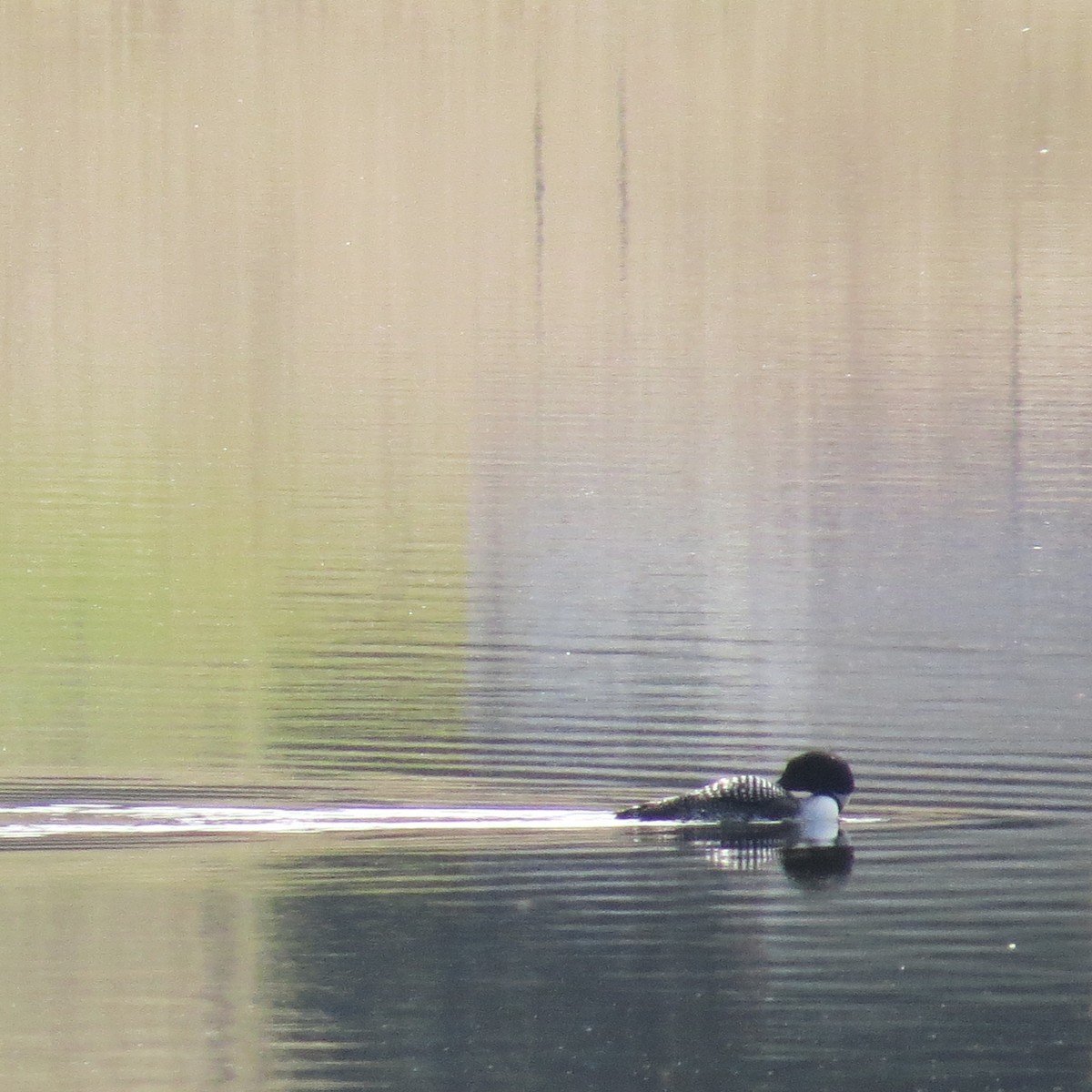 Pennsylvania Bird Atlas Checklist - 9 Apr 2024 - Big Elk Lake - 16 species