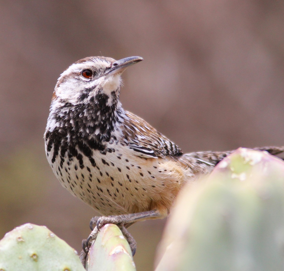 eBird Checklist - 9 Apr 2024 - Picacho Hills - 30 species
