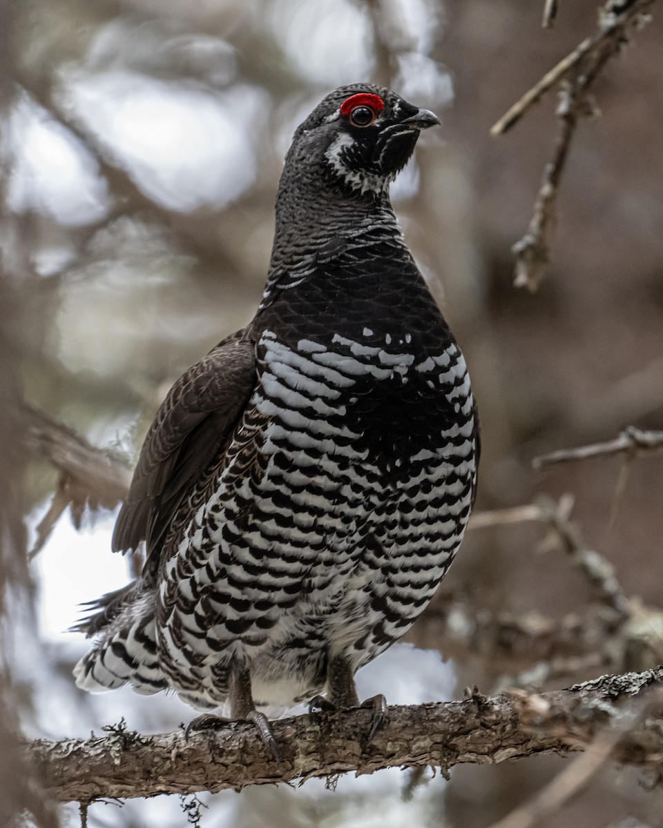 eBird Checklist - 12 Feb 2024 - Moose Bog, Wenlock WMA - 12 species