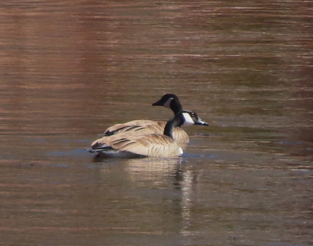 eBird Québec Checklist - 8 Apr 2024 - Rue des Moulins, St-Just-de ...