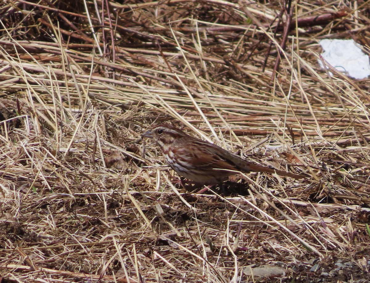 eBird Québec Checklist - 8 Apr 2024 - Saint-Cyprien - 12 species