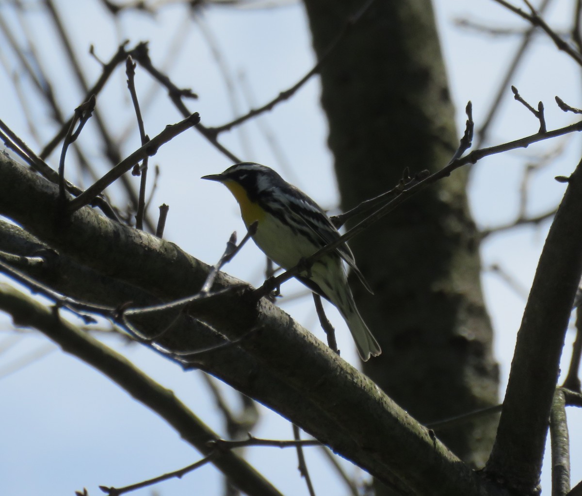 Pennsylvania Bird Atlas Checklist - 9 Apr 2024 - Conestoga River Park - 4 species