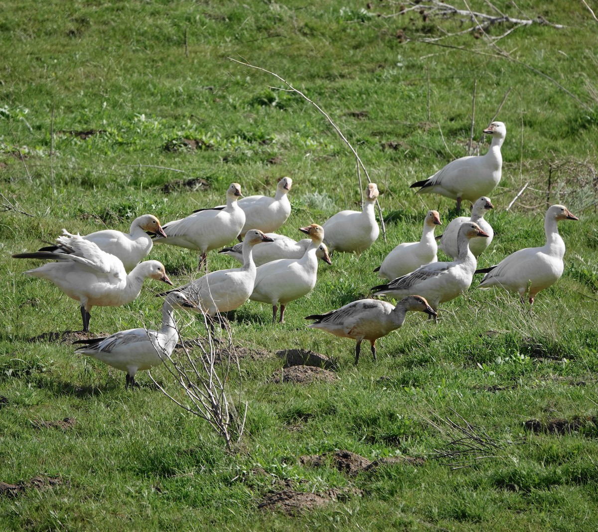 eBird Checklist - 9 Apr 2024 - Chief Timothy Park - 34 species