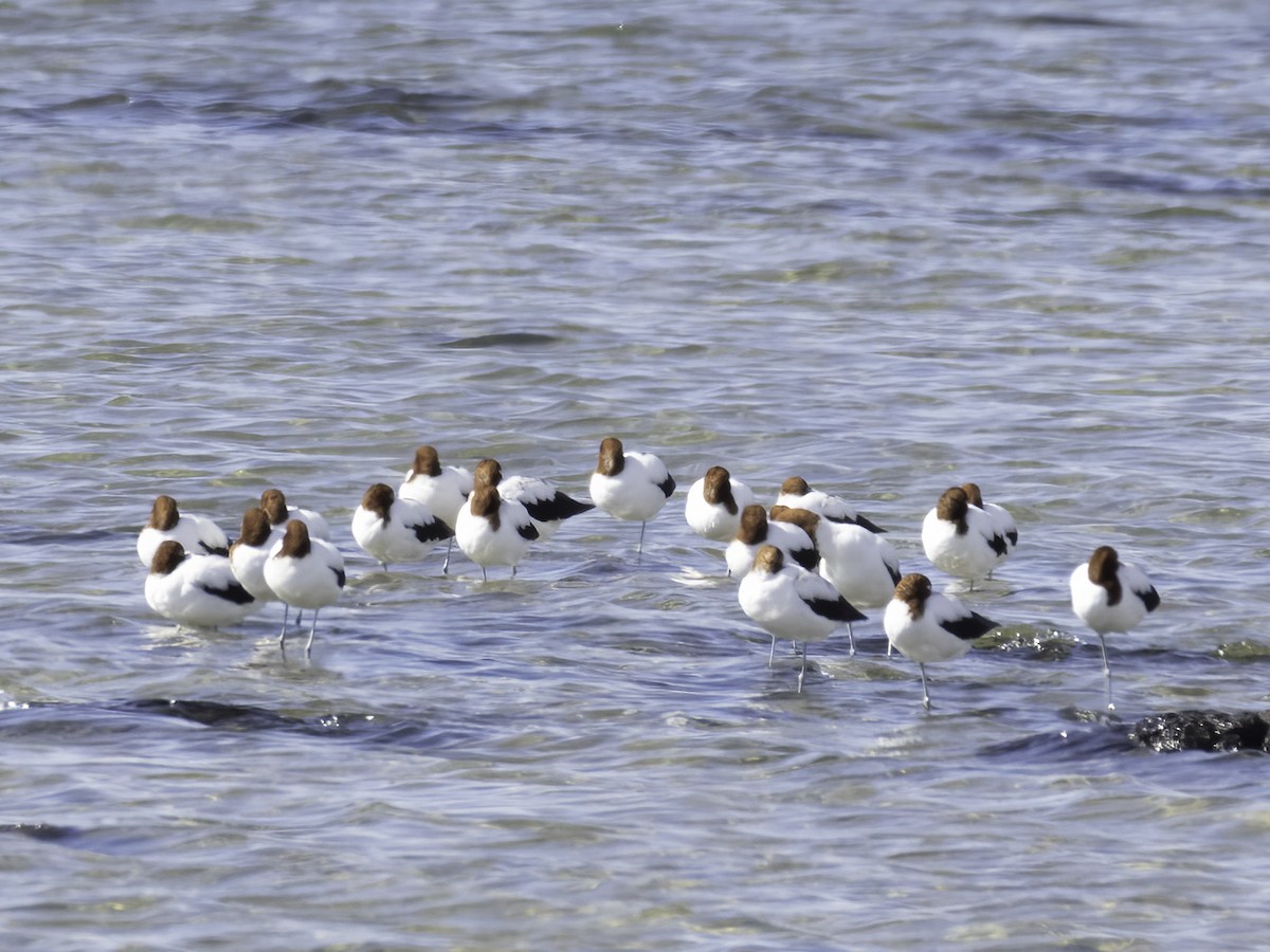 eBird Checklist - 8 Apr 2024 - Western Treatment Plant--Lake Borrie ...