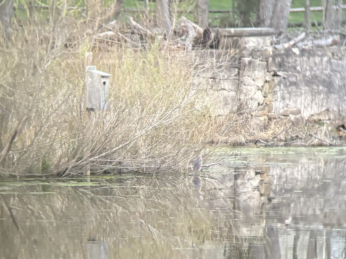 Pennsylvania Bird Atlas Checklist - 9 Apr 2024 - Loch Linden - 2 species