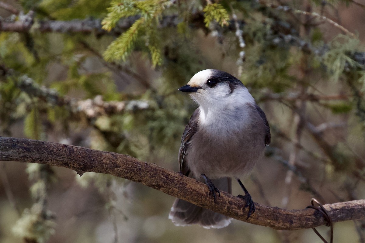 eBird Checklist - 8 Apr 2024 - Sabattis Bog - 9 species