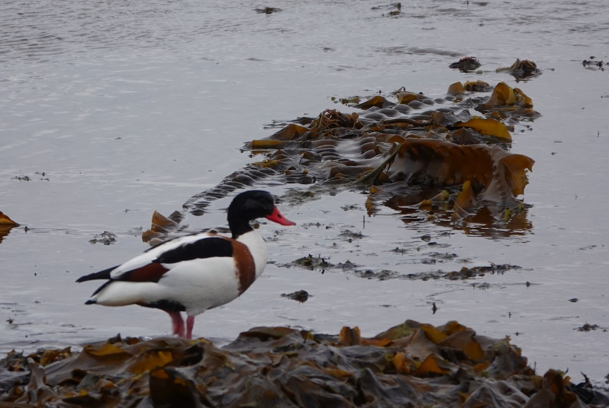 ML617156794 - Common Shelduck - Macaulay Library