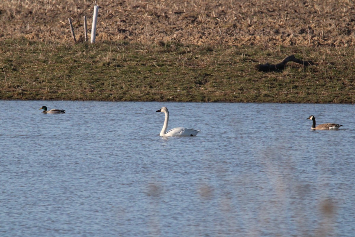 eBird Checklist - 9 Apr 2024 - West Eilers Farm Pond - 12 species