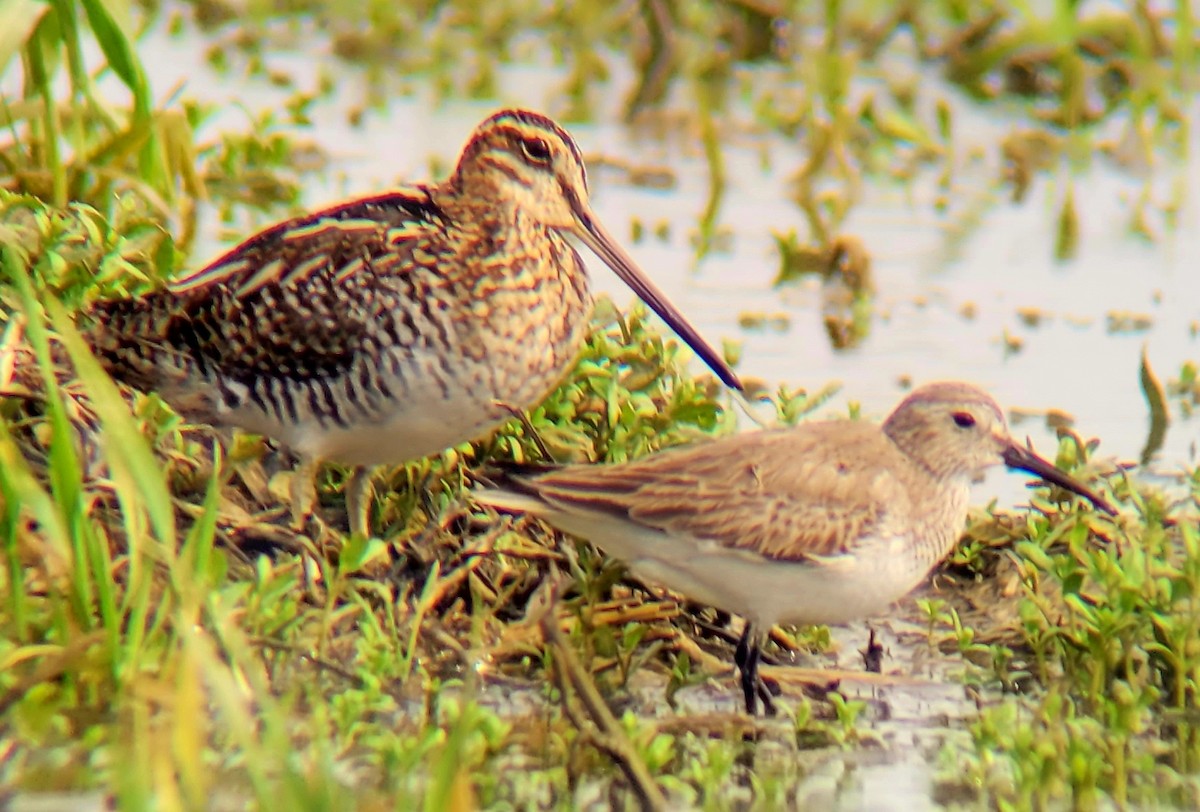 eBird Checklist - 9 Apr 2024 - Bulla Road Floodle/Fields - 26 species